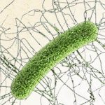 How to Choose a C. difficile Probiotic